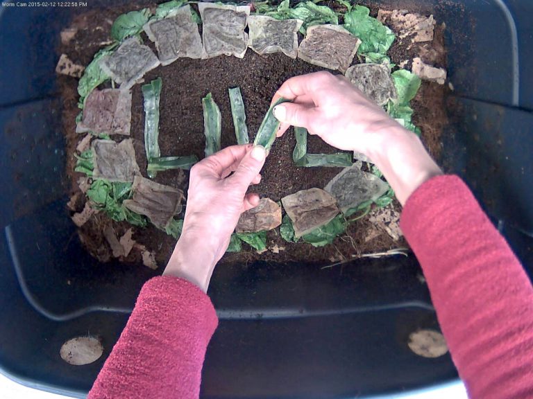 LIVE Feedings – Amy M. Youngs