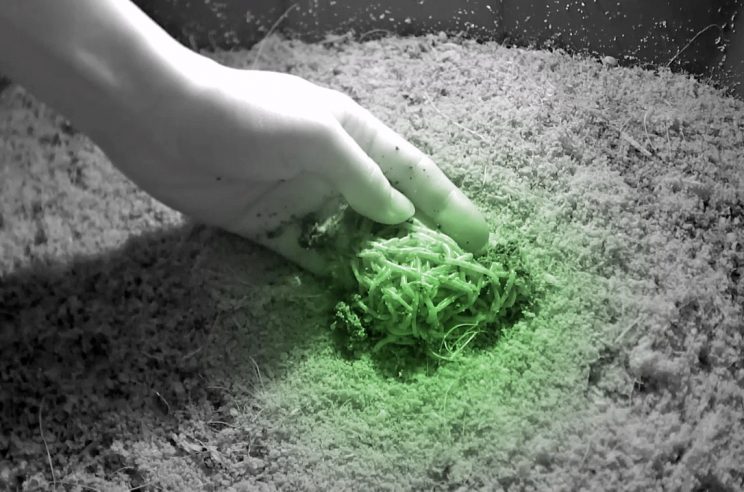 Cute Parasites in Distance Gallery – Amy M. Youngs