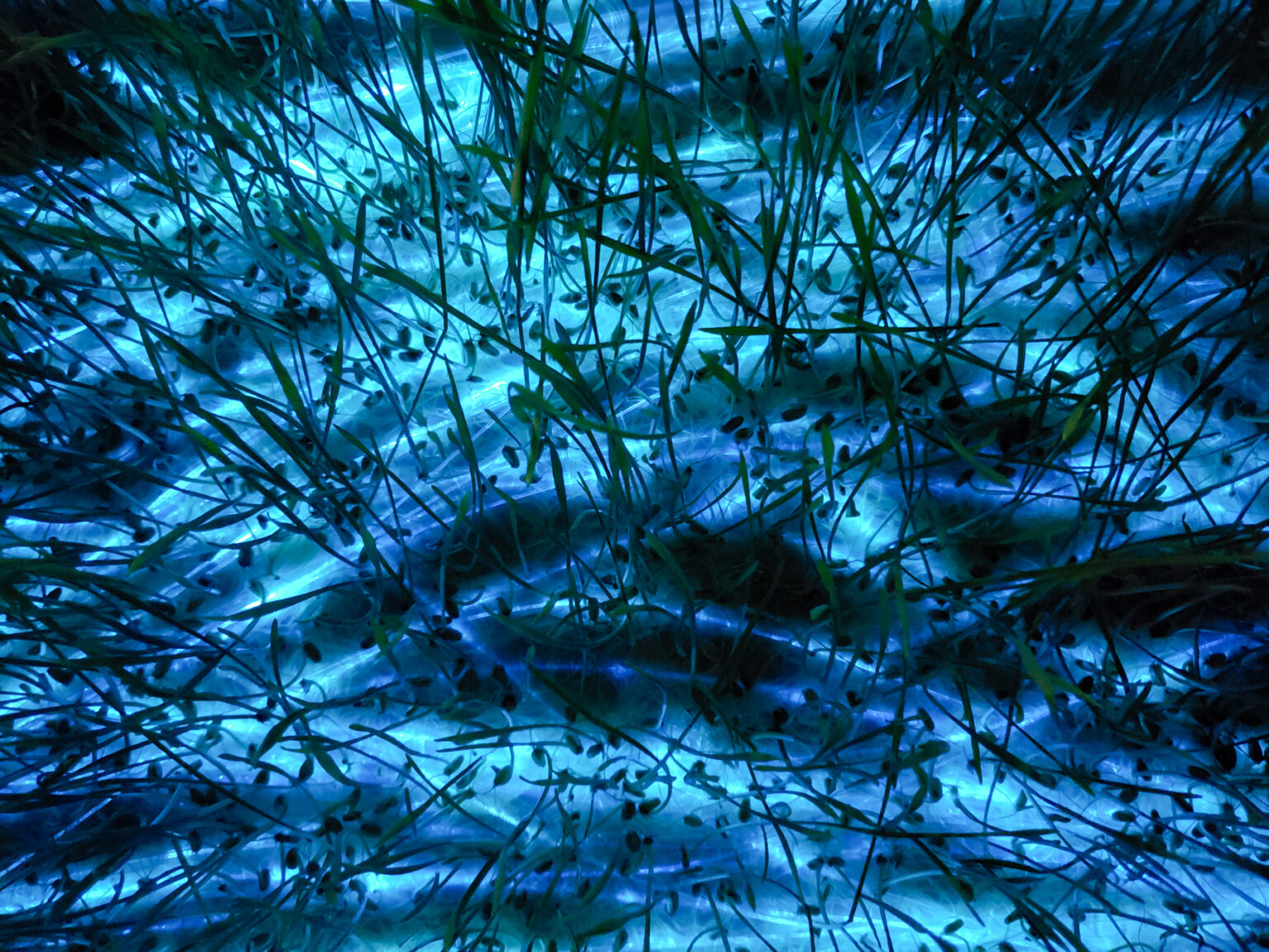 Roots Weaving Waves – Amy M. Youngs